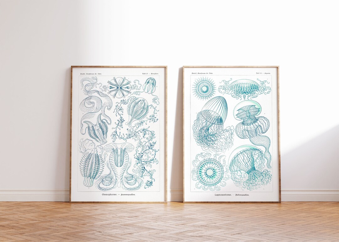 Ernst Haeckel Art Print Set of 2, Vintage Coastal Illustrations ...