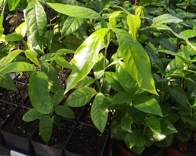 Ice Cream Bean Tree! Inga Edulis! in 4 Inch Pot 6-10 Inches Tall With ...