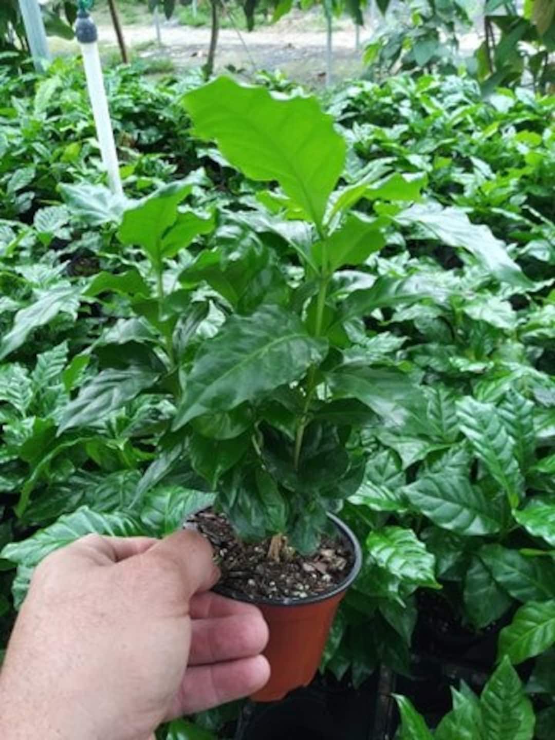 Live Coffee Arabica Plants, 5 to 9 Plants per Pot in a 4 Inch Pot, 7-10 ...