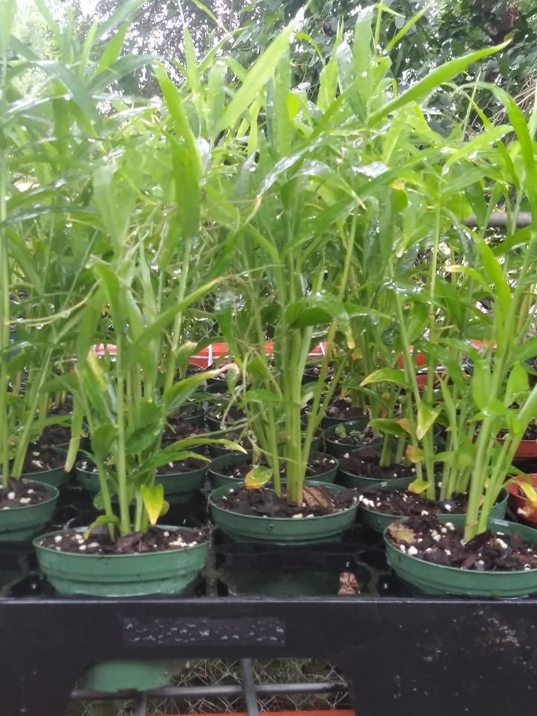 Edible Ginger Plants