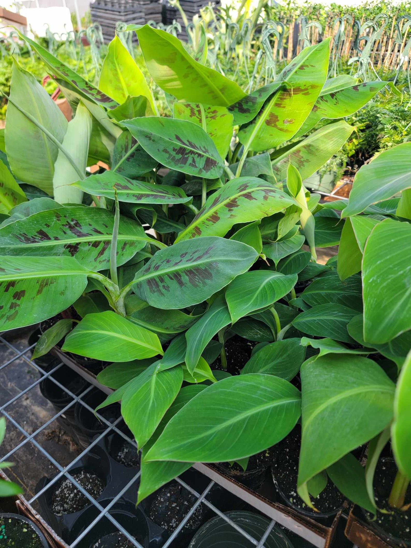 Live Musa Double Mahoi Banana Plant in 4 Inch Pot 15-20 Inches Tall ...