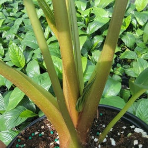 Live Black Bat Flower! Buds Forming on Many Now! 1 Gallon Tacca ...