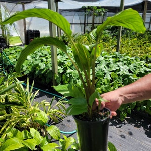 Live Black Bat Flower! Buds Forming on Many Now! 1 Gallon Tacca ...