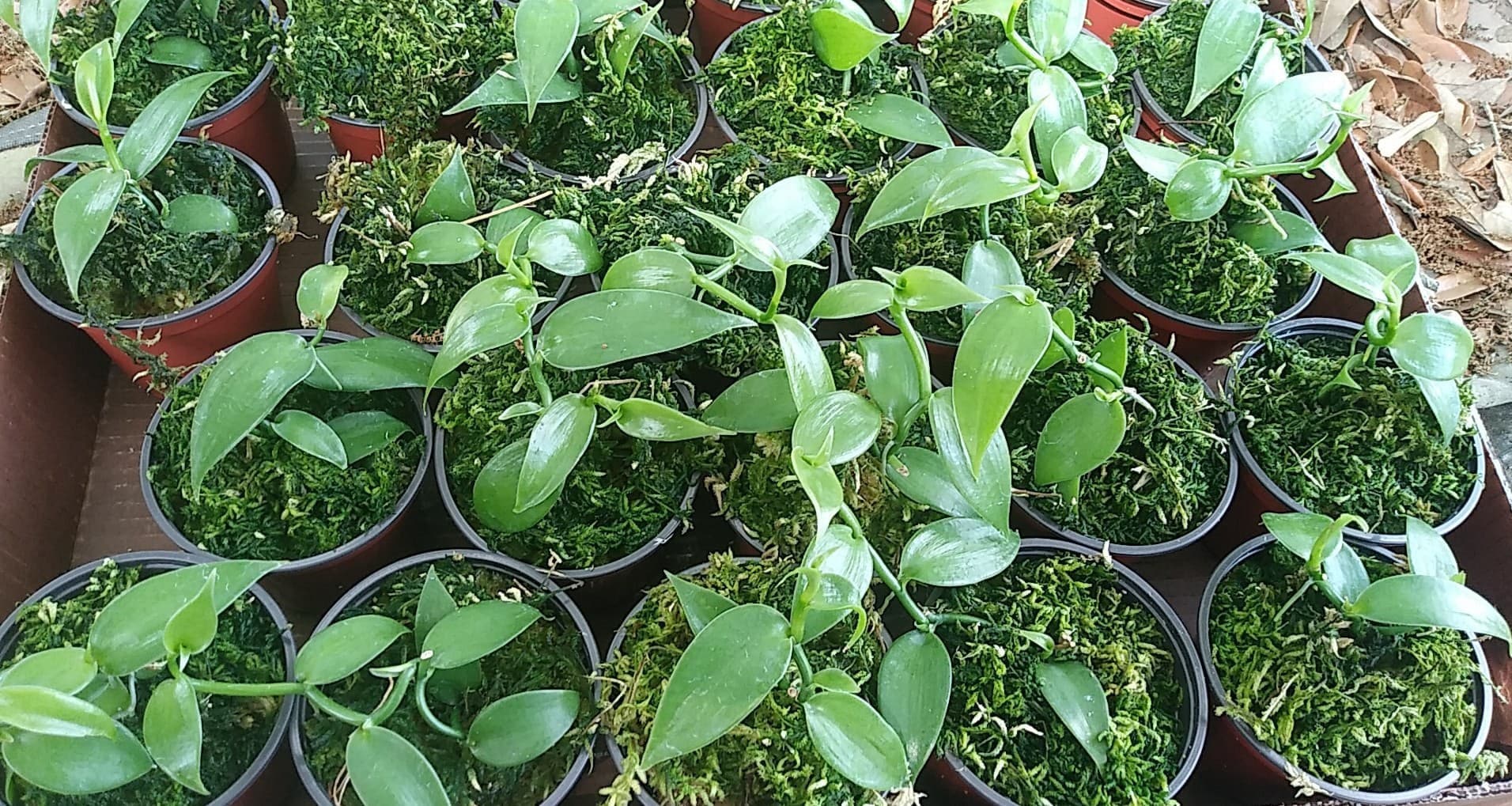 Vanilla Planifolia 2 Live Plants With Substantial Root - Etsy