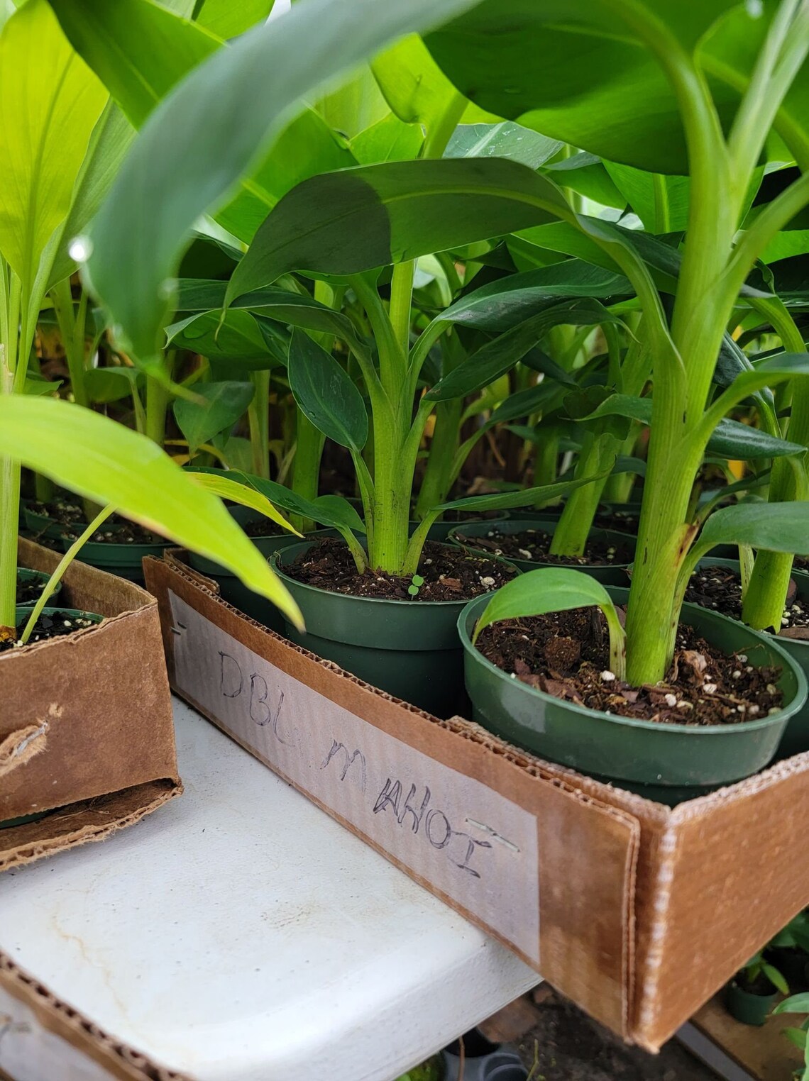 Live Musa Double Mahoi Banana Plant in 4 Inch Pot 15-20 Inches Tall ...