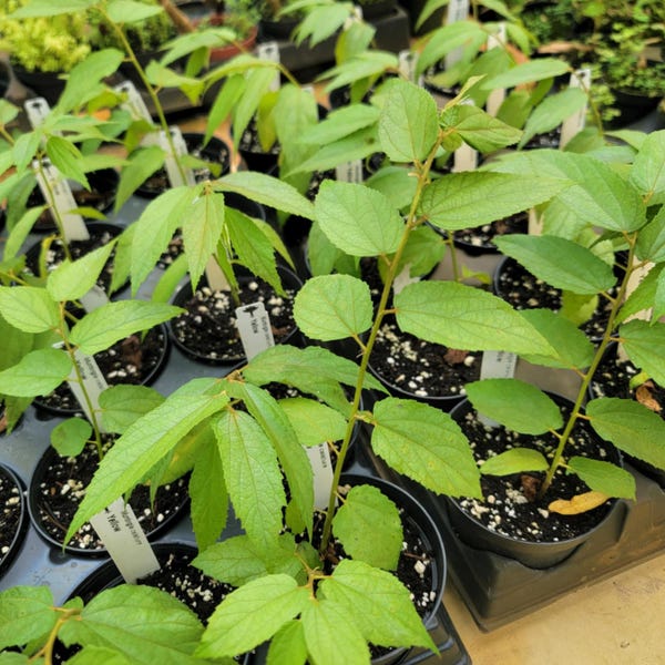 Cherry Tree Tropical - Etsy