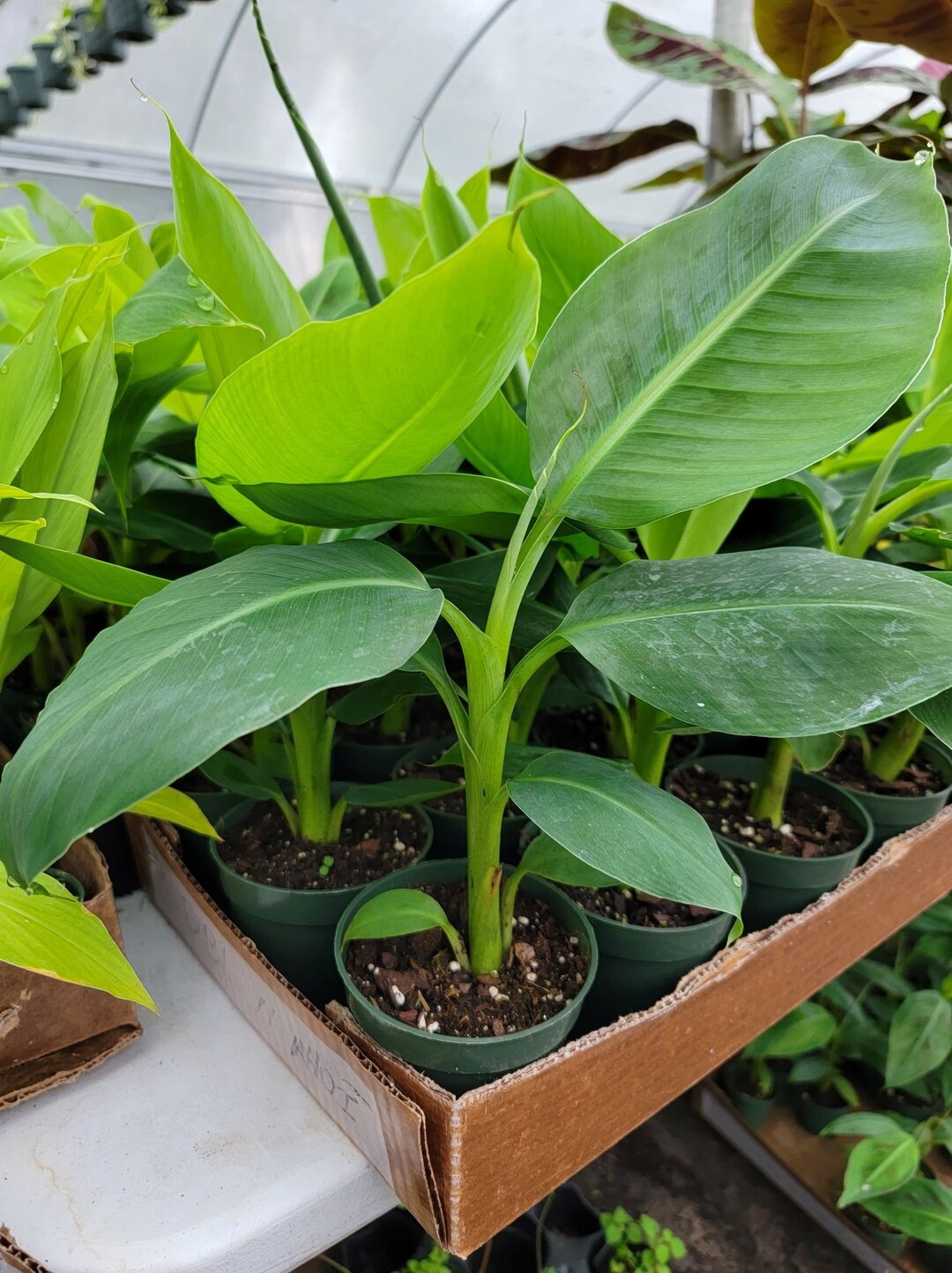 Live Musa Double Mahoi Banana Plant in 4 Inch Pot 8-12 Inches - Etsy