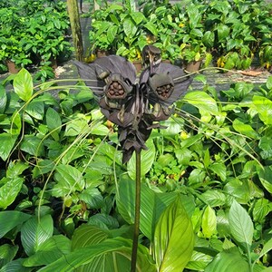 Live Black Bat Flower! Buds Forming on Many Now! 1 Gallon Tacca ...