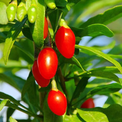 ORGANIC Goji Berry Plant lycium Barbarum Tree - Etsy