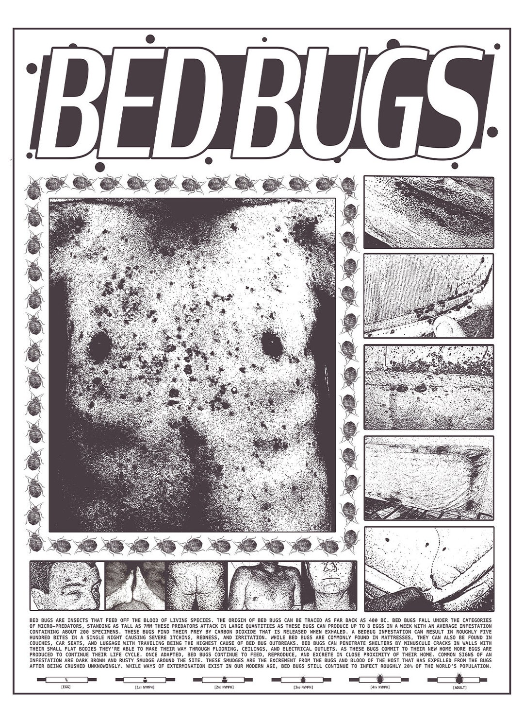 Bed Bug - Information Poster - Etsy