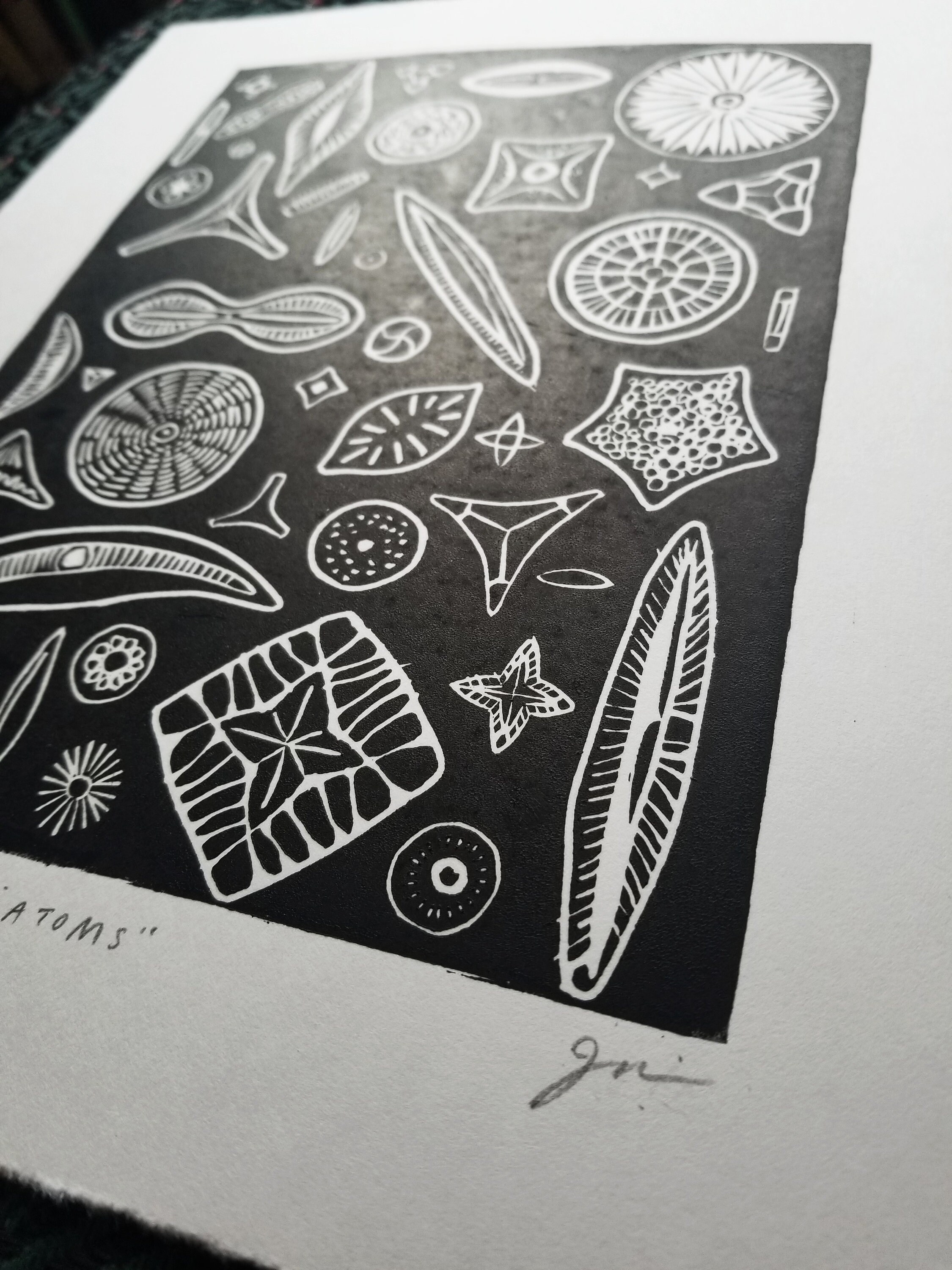 Wood & Linocut Prints diatom microscopy scientific illustration ...
