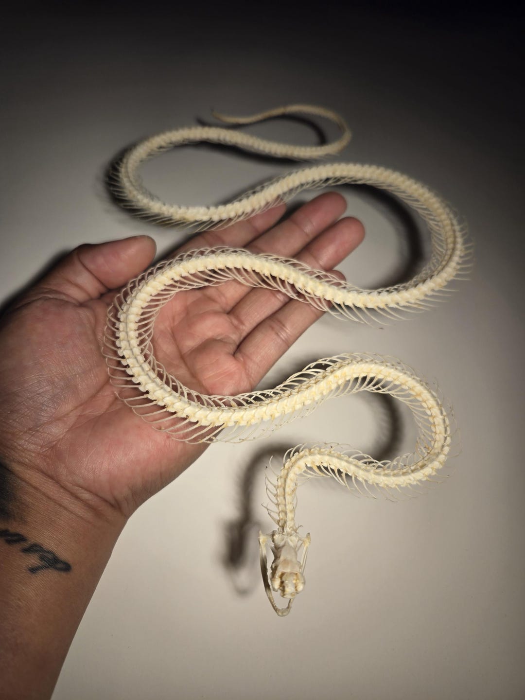 Malaysian Krait Snake Skeleton - Etsy