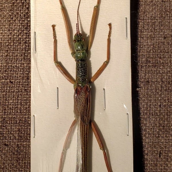 Stick Insect - Etsy