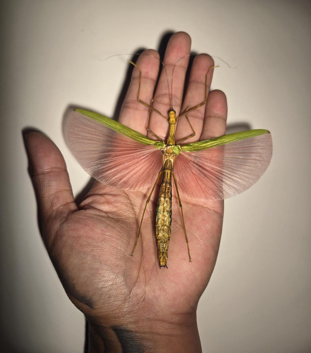 Pink Winged Stick Insect - Etsy