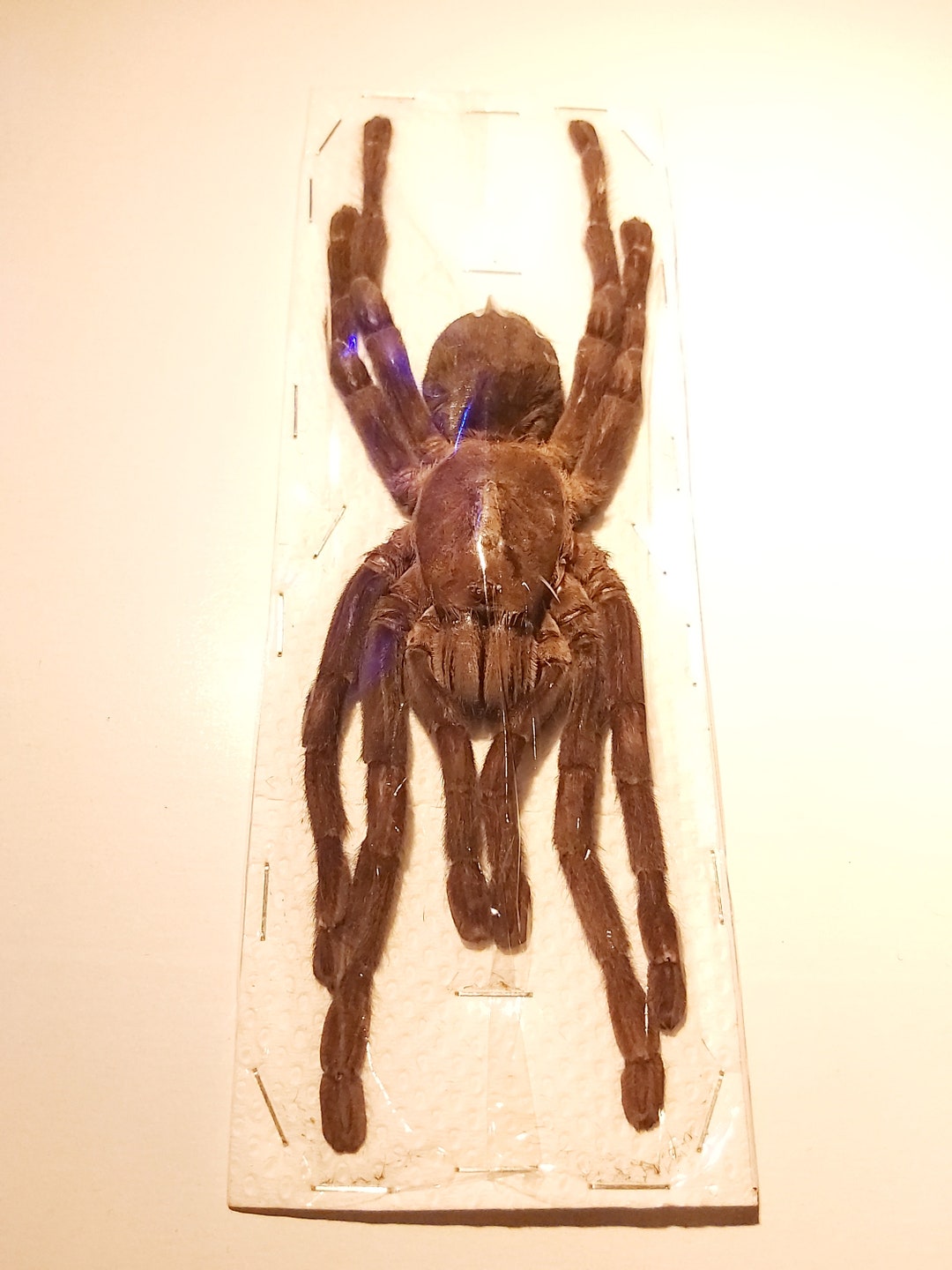 Thailand Zebra Leg Tarantula - Etsy