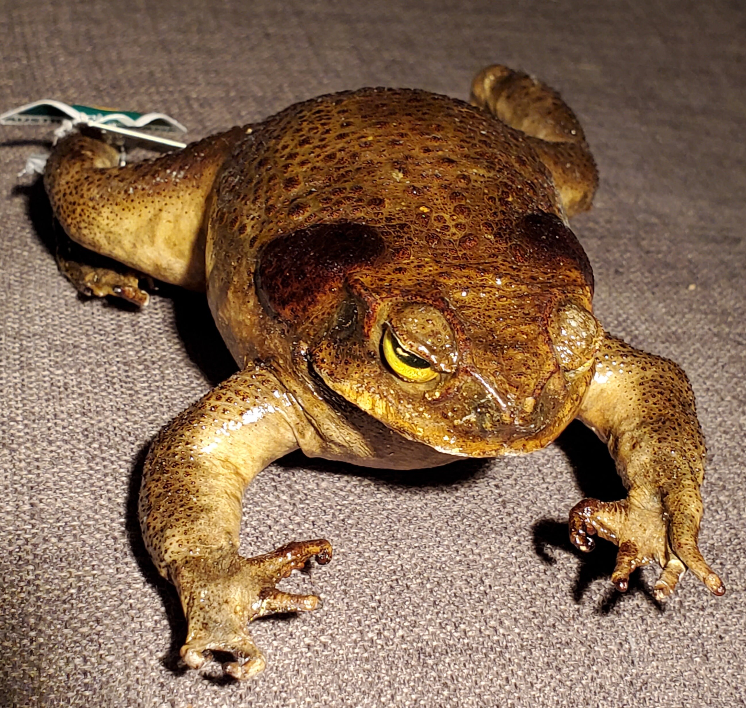 Taxidermy Cane Toad Magnet - Etsy