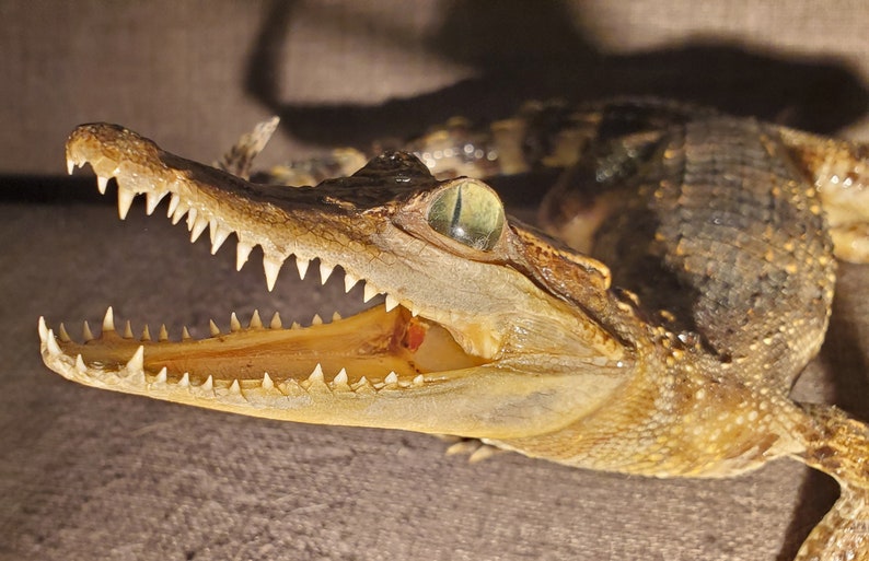 Taxidermy Caiman - Etsy