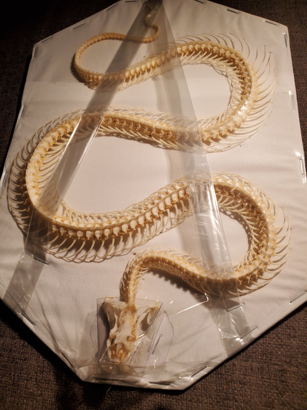 Reuss Water Snake Skeleton Lton - Etsy