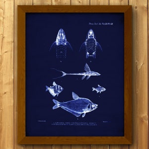 Vintage Biological Science Fish Illustration, Blueprint Sea Life Poster ...
