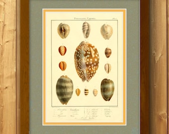 Vintage Biological Shell Illustration, Seashells Science Country Wall ...