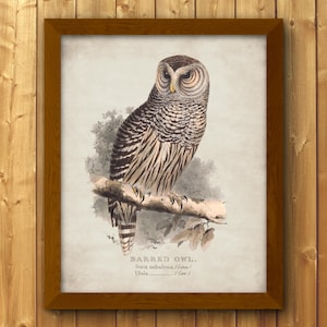 barred owl feather pattern