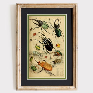 victorian bug collection