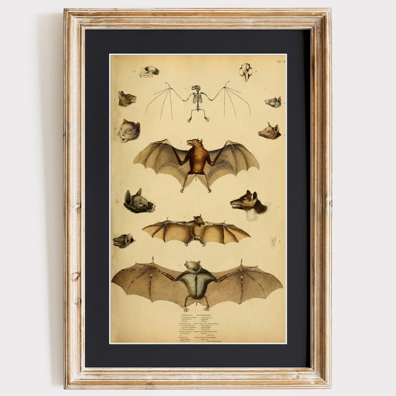 Bat Science Posters - Etsy