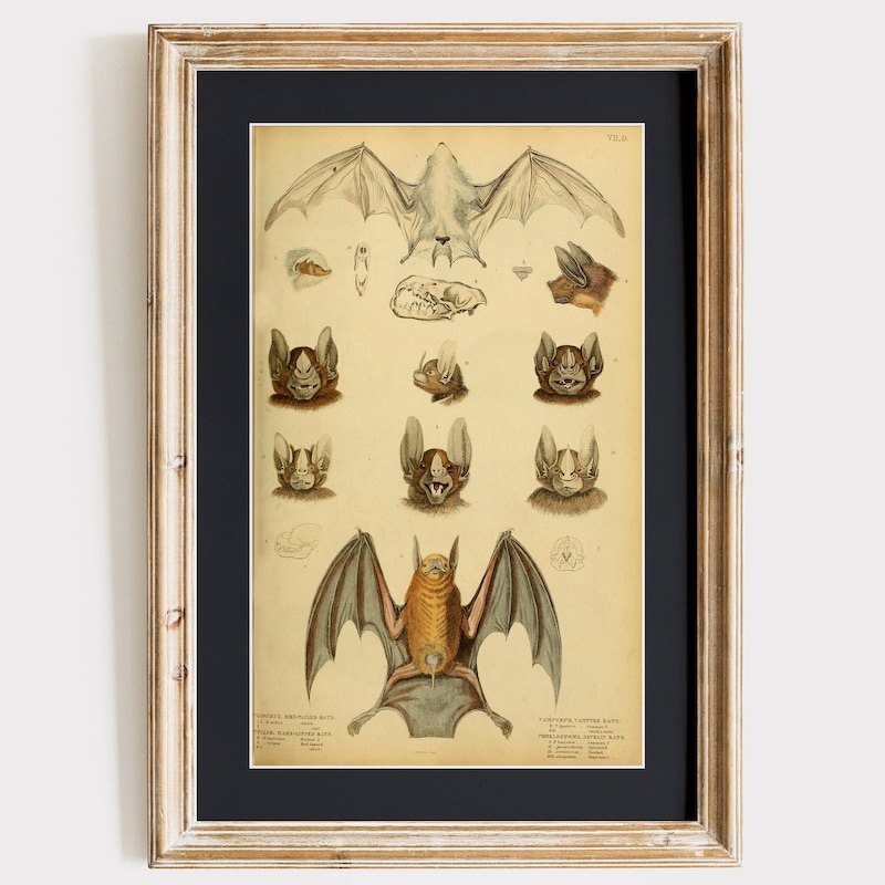 Bat Poster - Etsy