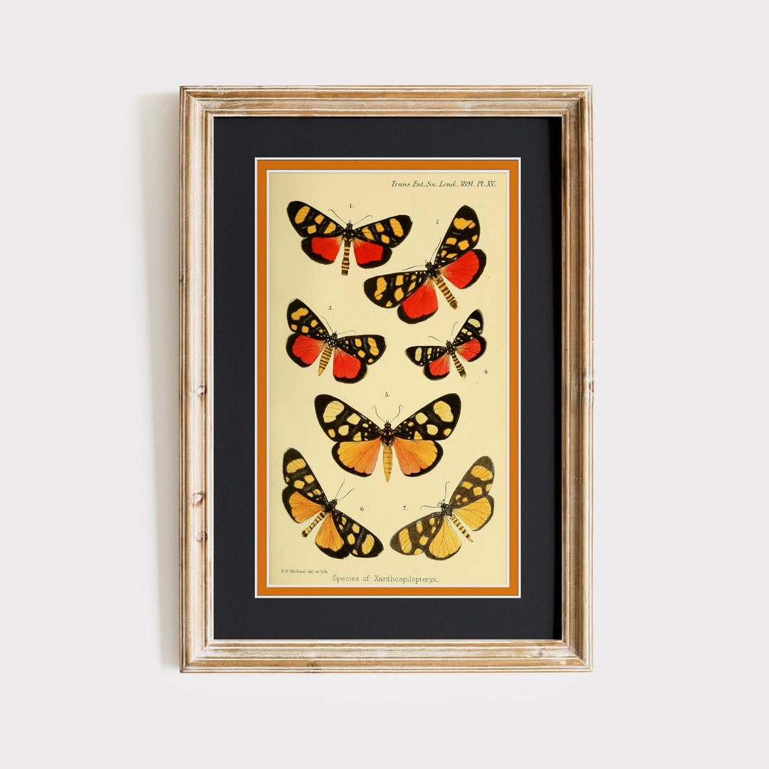 Vintage Biological Butterfly Illustration, Antique Science Nature Print ...