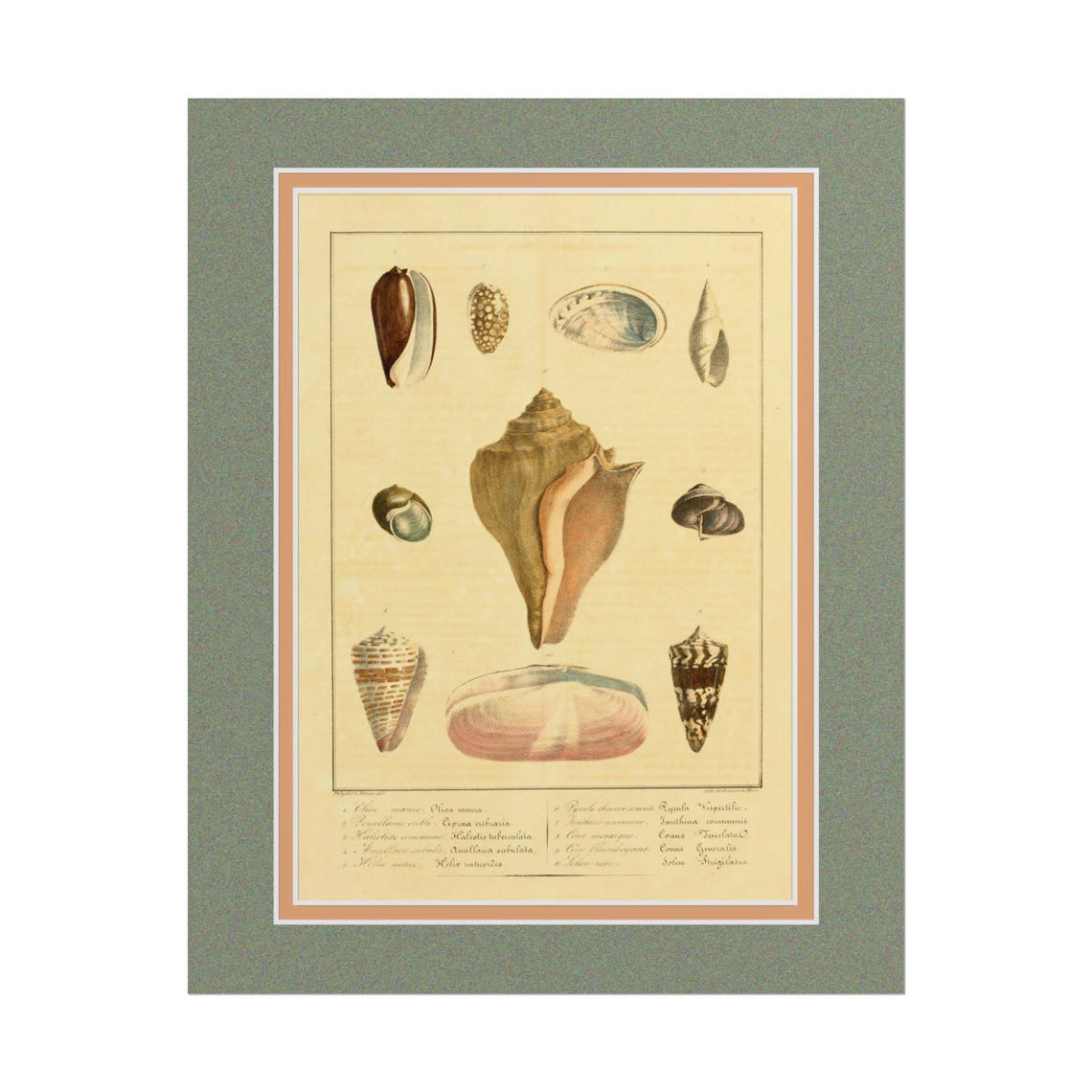 Vintage Biological Shell Illustration, Seashells Science Country Wall ...