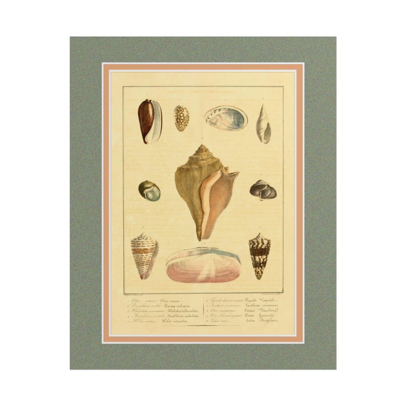 Vintage Biological Shell Illustration, Seashells Science Country Wall ...