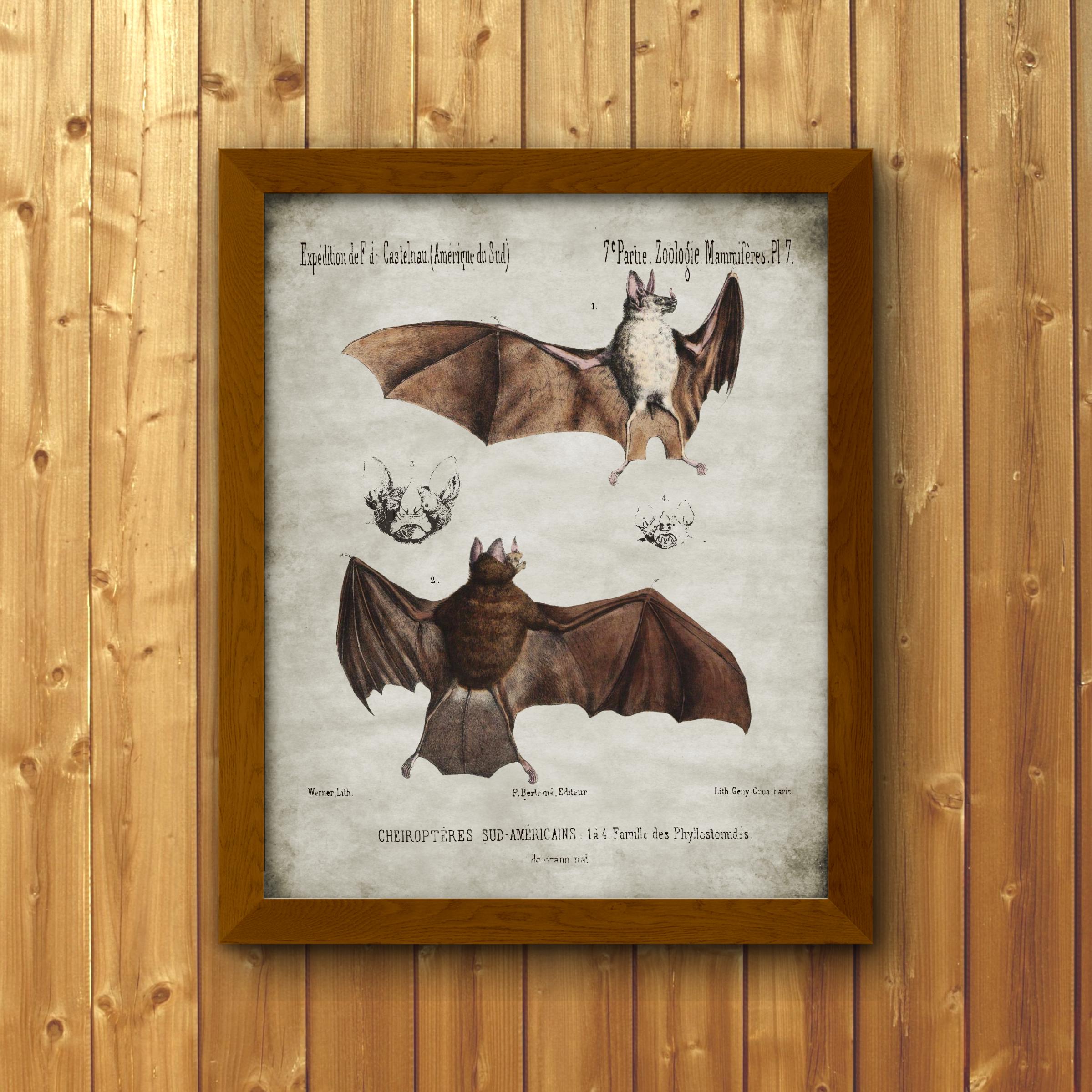 Creepy Vintage Bat Print, 1800s Scientific Animal Illustration Wall Art ...