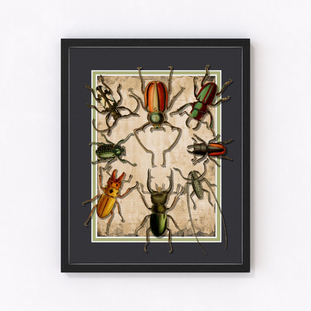 Vintage Biological Insect Illustration, Farmhouse Wall Art, Faux Matted ...