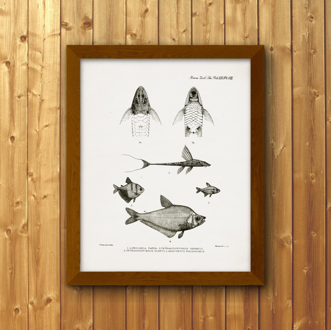 Vintage Biological Science Fish Illustration, Black and White Sea Life ...
