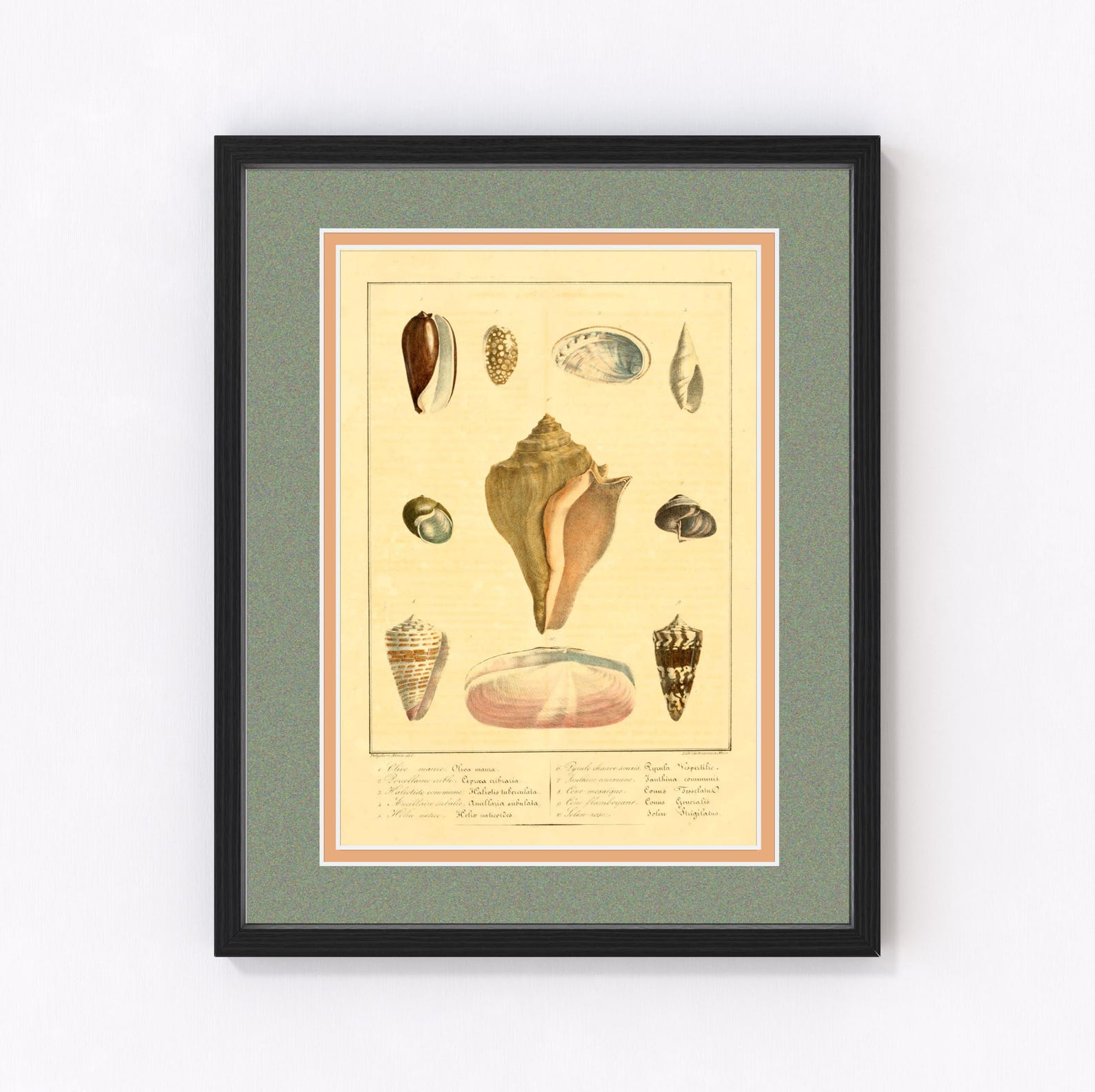 Vintage Biological Shell Illustration, Seashells Science Country Wall ...
