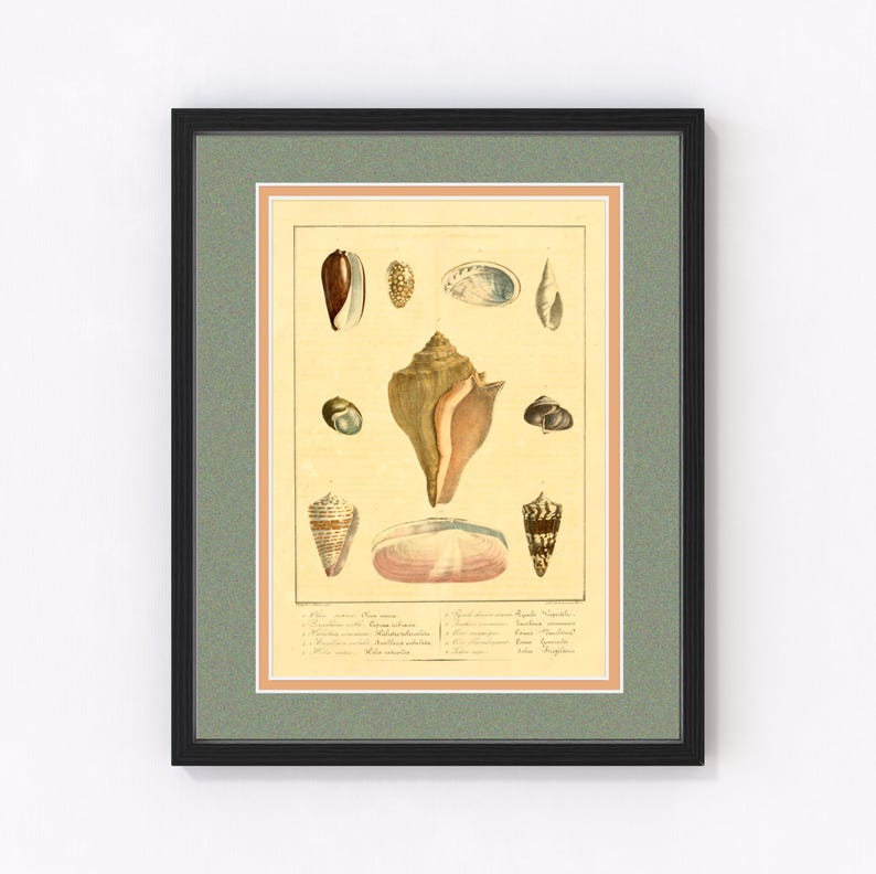 Vintage Biological Shell Illustration, Seashells Science Country Wall ...