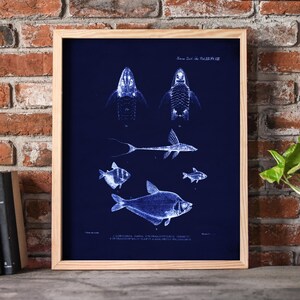 Vintage Biological Science Fish Illustration, Blueprint Sea Life Poster ...