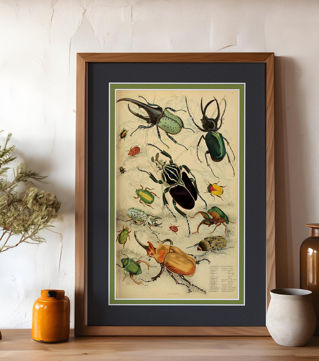 Vintage Biological Insect Illustration, Antique Science Nature Print ...