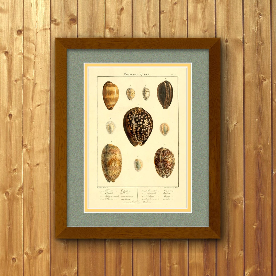 Vintage Biological Shell Illustration, Seashells Science Country Wall ...