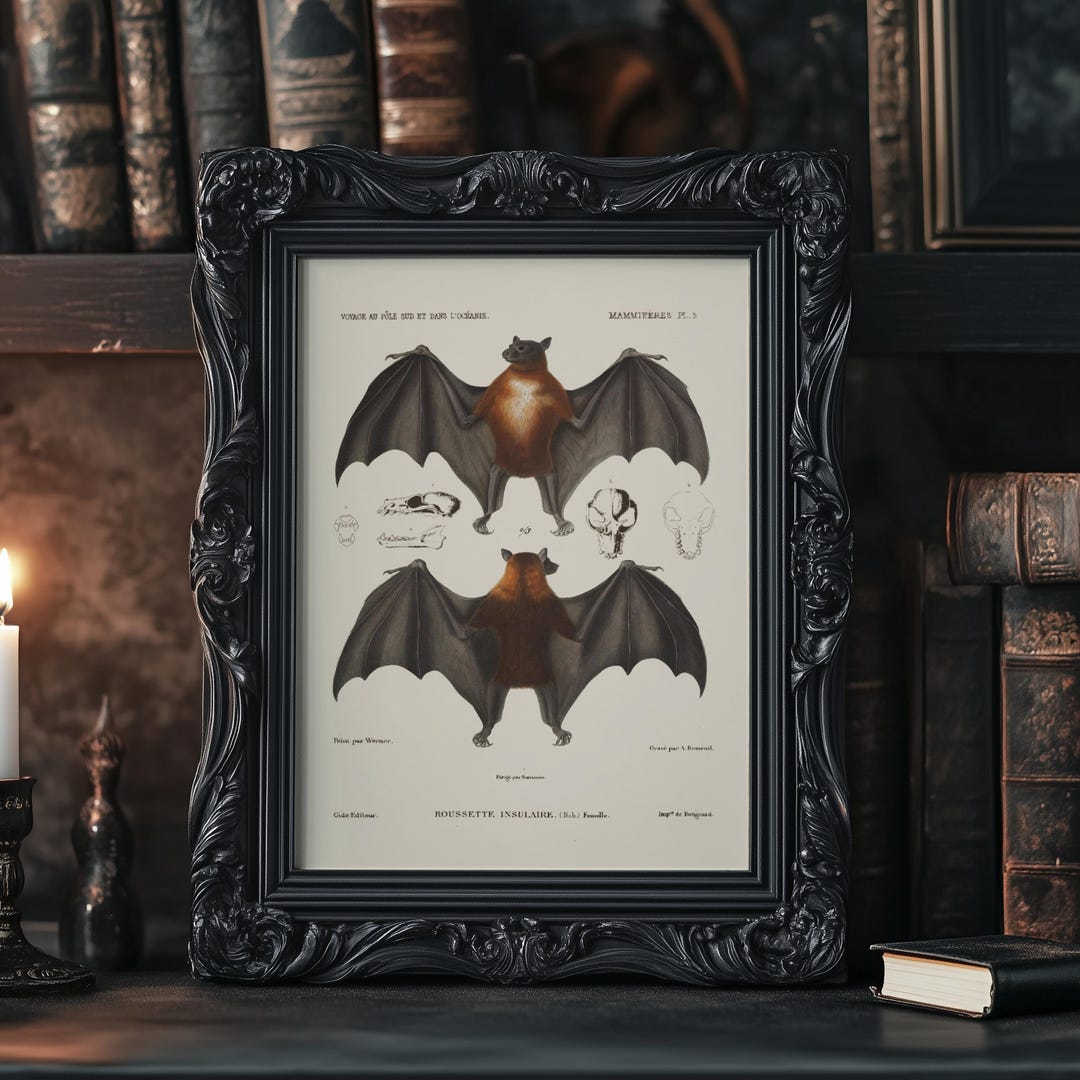 Creepy Vintage Bat Print, 1800s Scientific Animal Illustration Wall Art ...