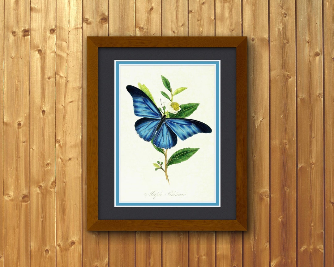 Vintage Biological Butterfly Illustration, Antique Science Nature Print ...