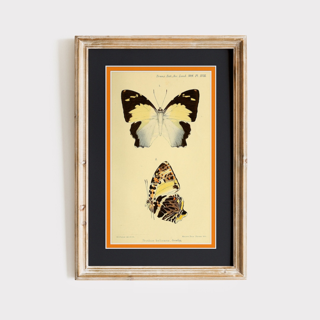 Vintage Biological Butterfly Illustration, Antique Science Nature Print ...
