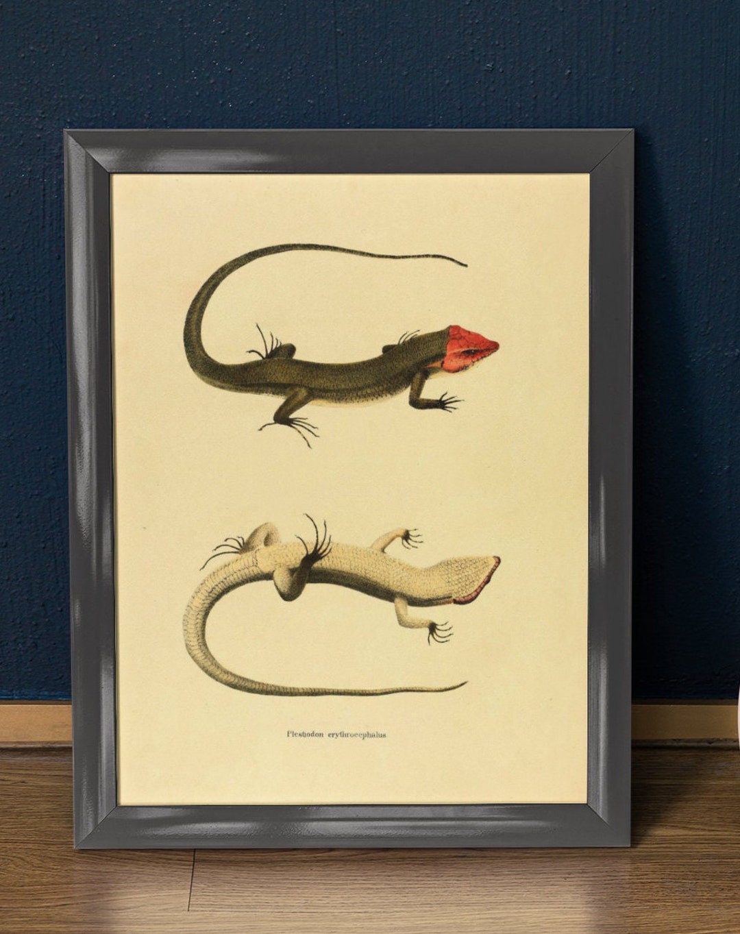 Lizard Poster, Reptile Lover Print, Vintage Science Animal Drawing ...