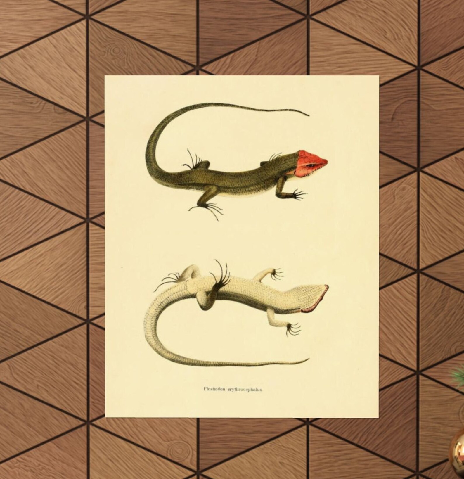 Lizard Poster, Reptile Lover Print, Vintage Science Animal Drawing ...