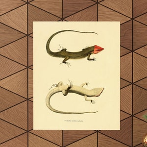 Lizard Poster, Reptile Lover Print, Vintage Science Animal Drawing ...