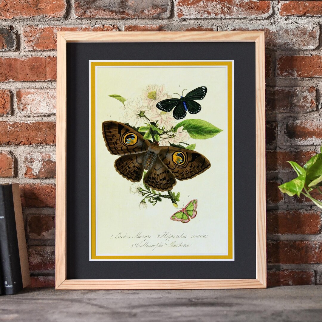 Vintage Biological Butterfly Illustration, Antique Science Nature Print ...