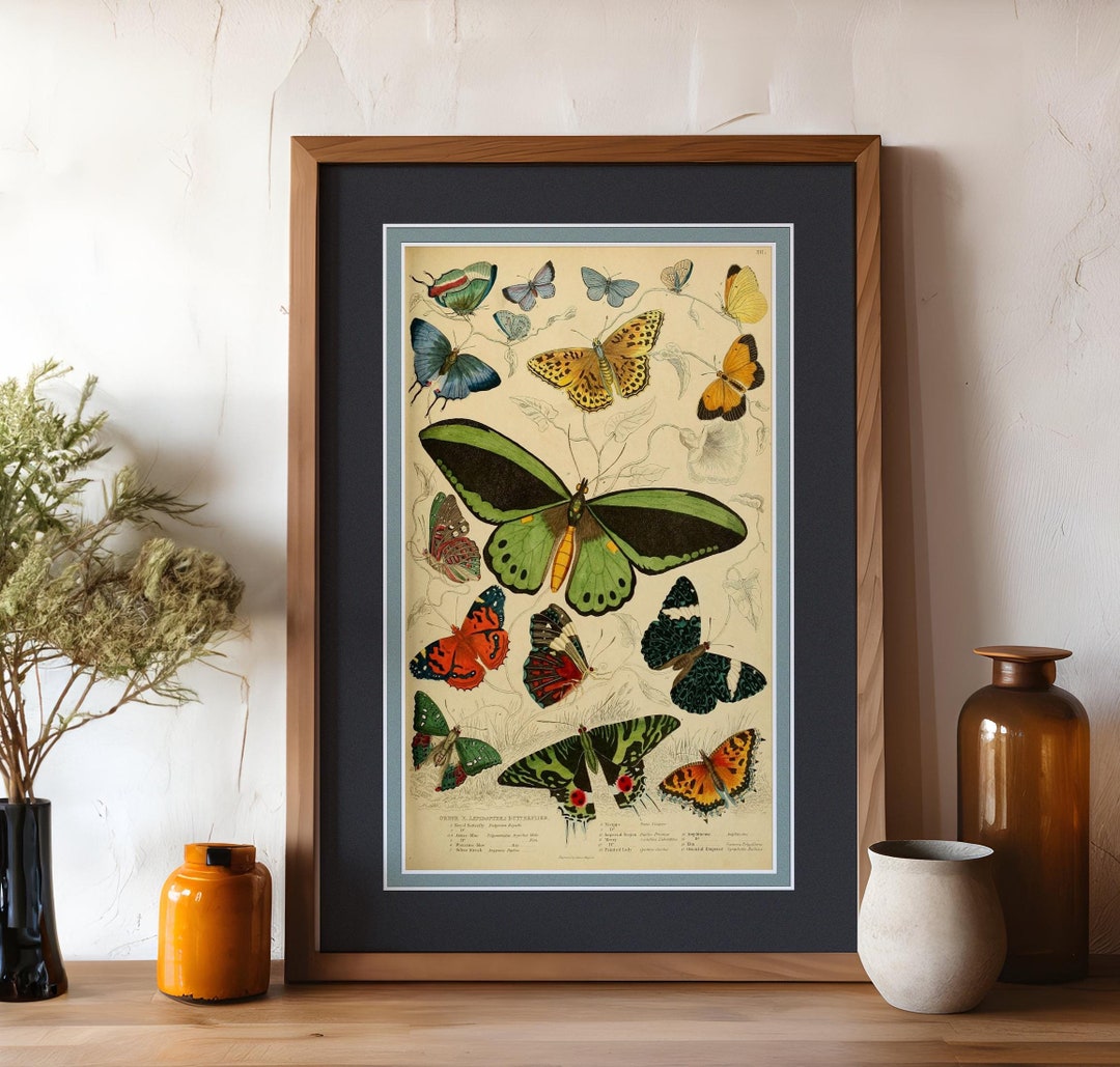 Vintage Biological Butterfly Illustration, Antique Science Nature Print ...
