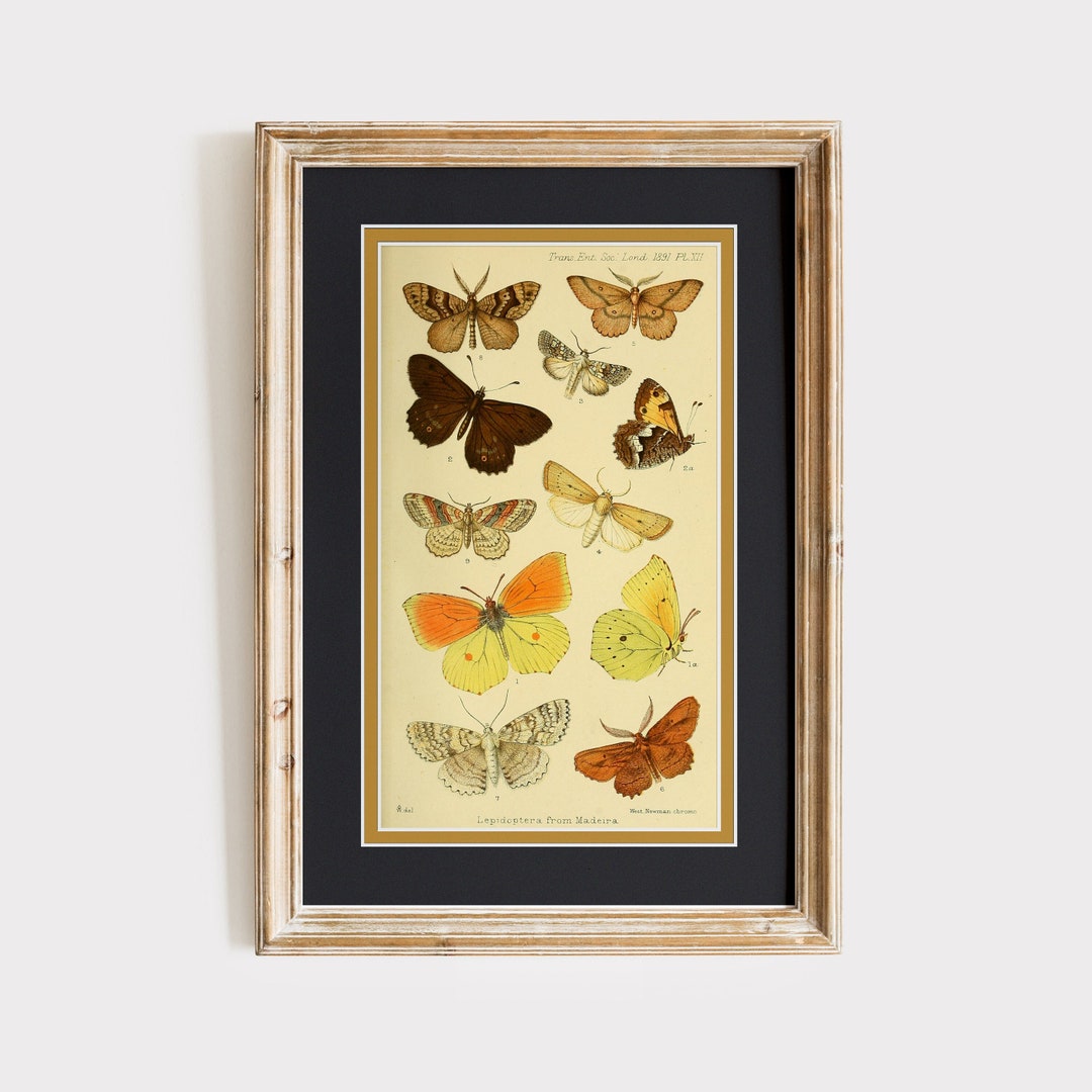 Vintage Biological Butterfly Illustration, Antique Science Nature Print ...
