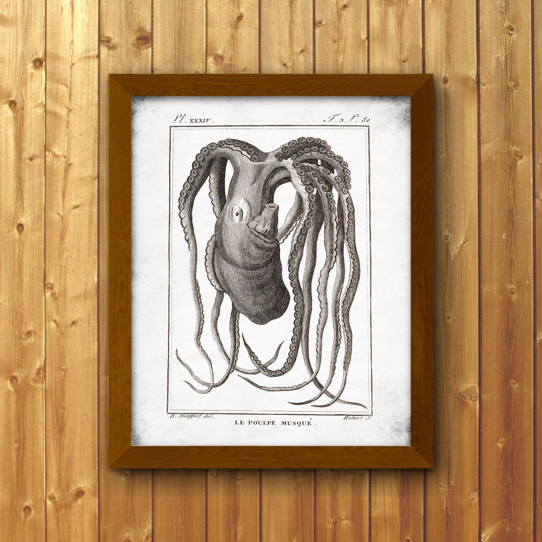 Vintage Science Squid Print, Biological Blueprint Octopus Illustration ...