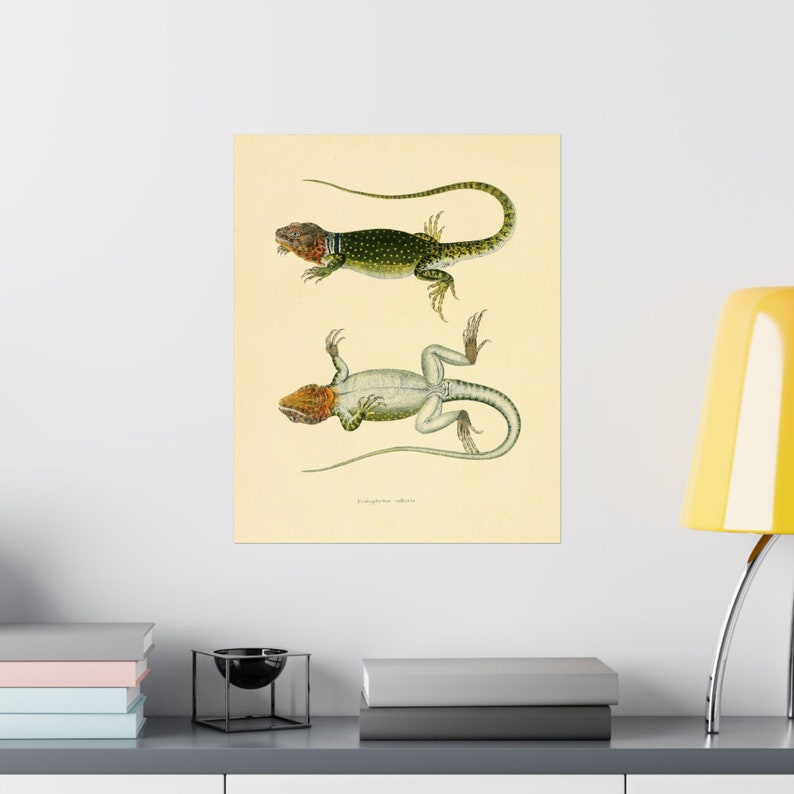 Lizard Poster, Reptile Lover Gift, Vintage Science Animal Illustration ...
